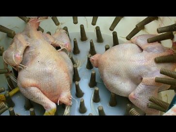 Poultry Defeathering Machine - Bigg Bunny Farms